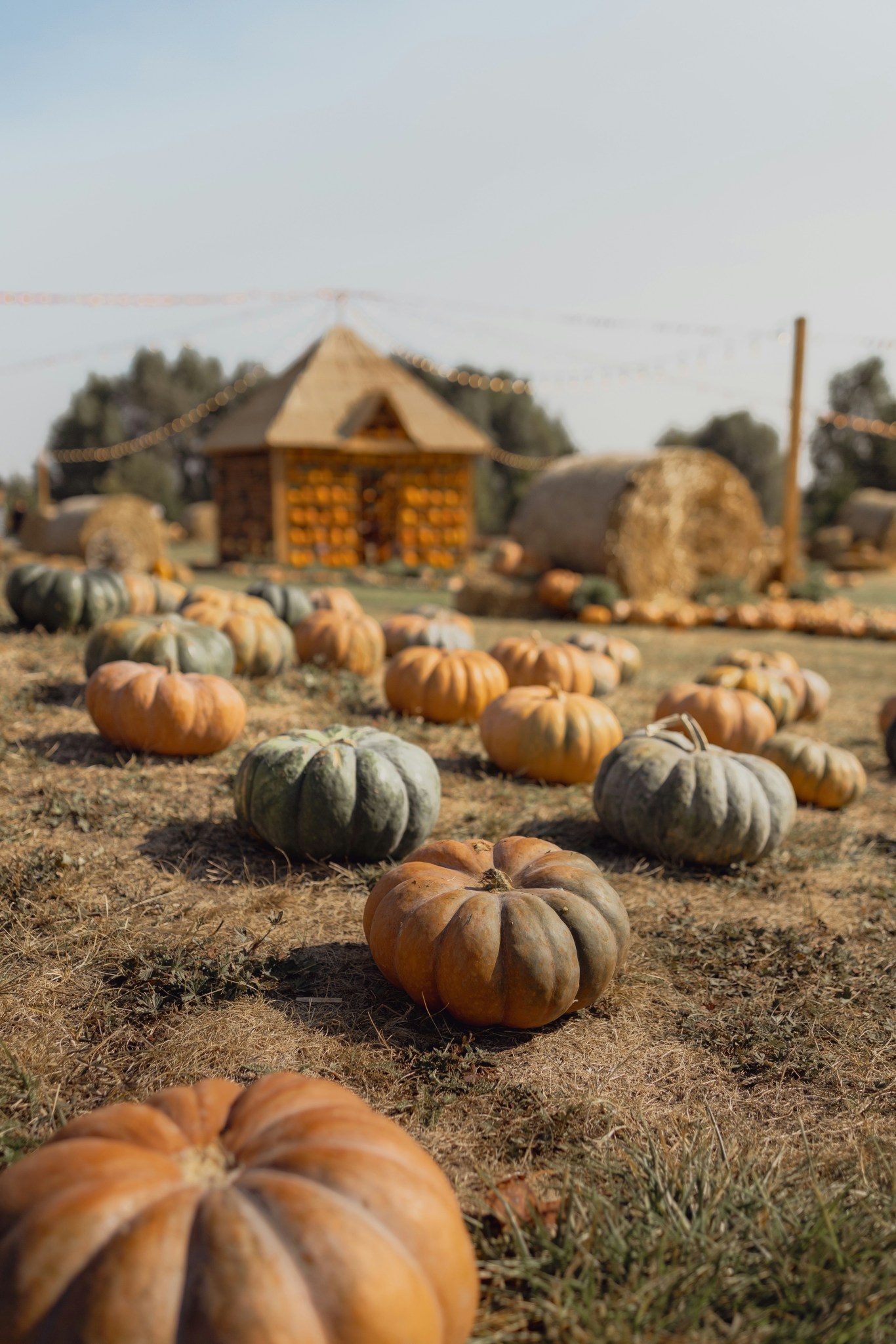 13 Things To Do This Fall In SoCal – For The Aesthetic